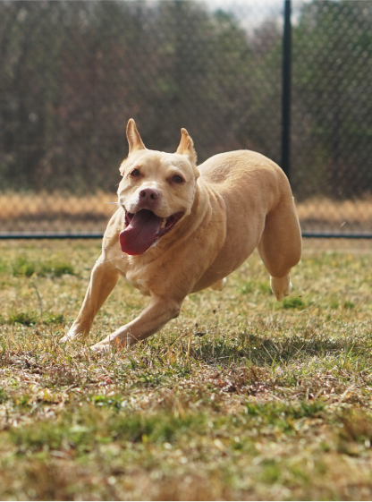 Lure Course - Greenleaf Pet Resort