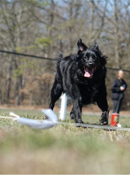 Lure Course - Greenleaf Pet Resort
